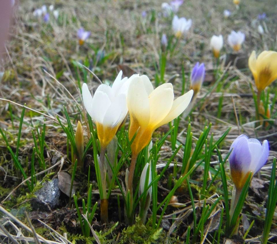 Kratko, ali prelepo finsko proleće ~ F I N S K A