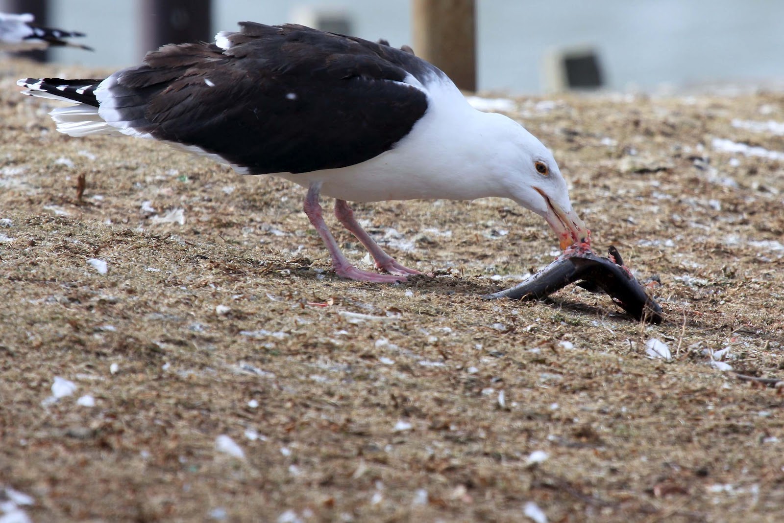 Gale's Photo and Birding Blog: Great Black-backed Gull Eating a Fish