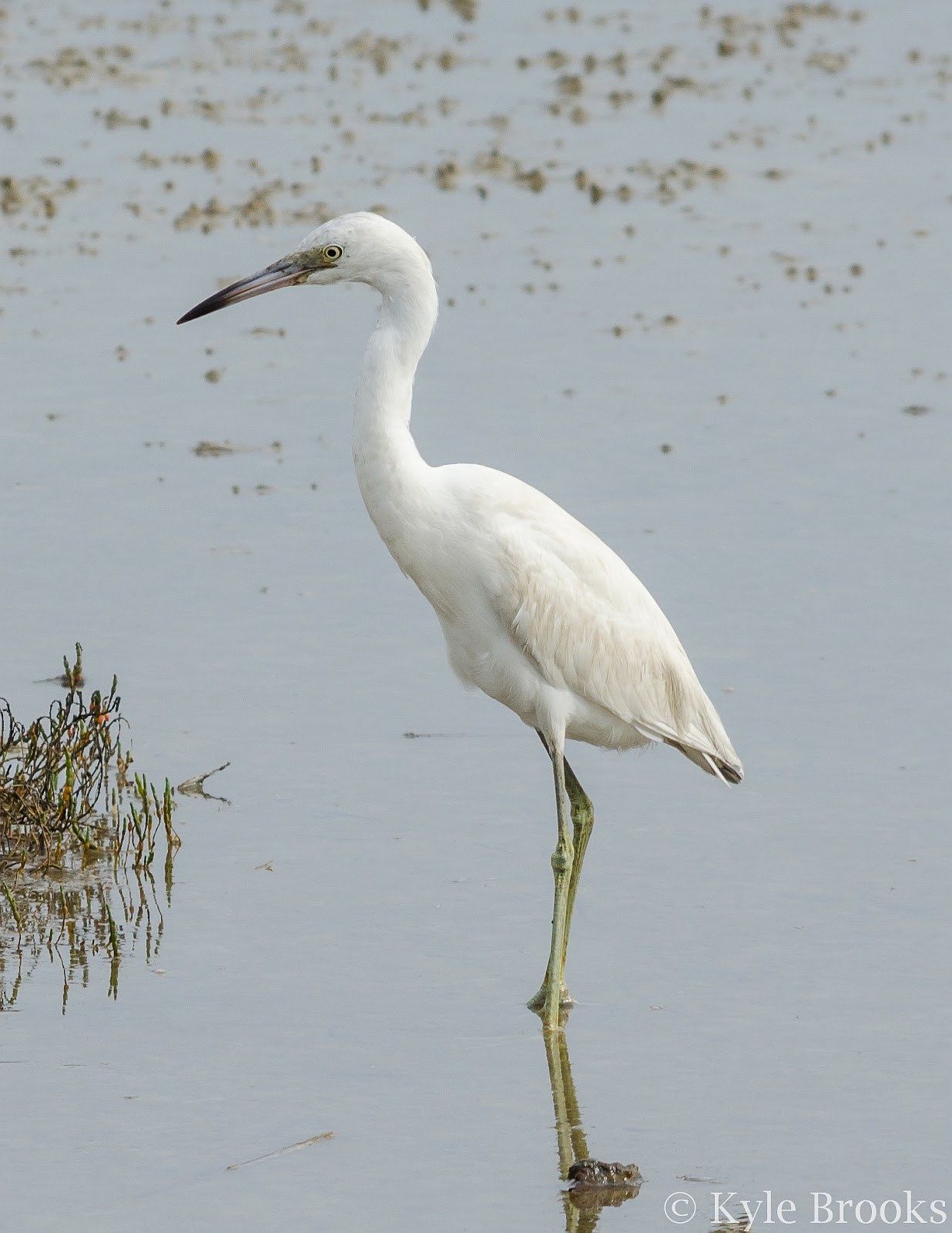 On the Subject of Nature: A Little Blue Heron in the Salt Marsh