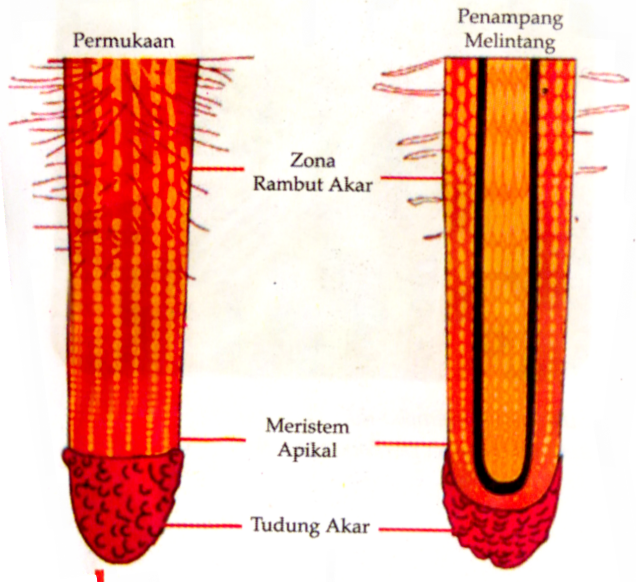 Pendidikan Dan Pembelajaran: Akar