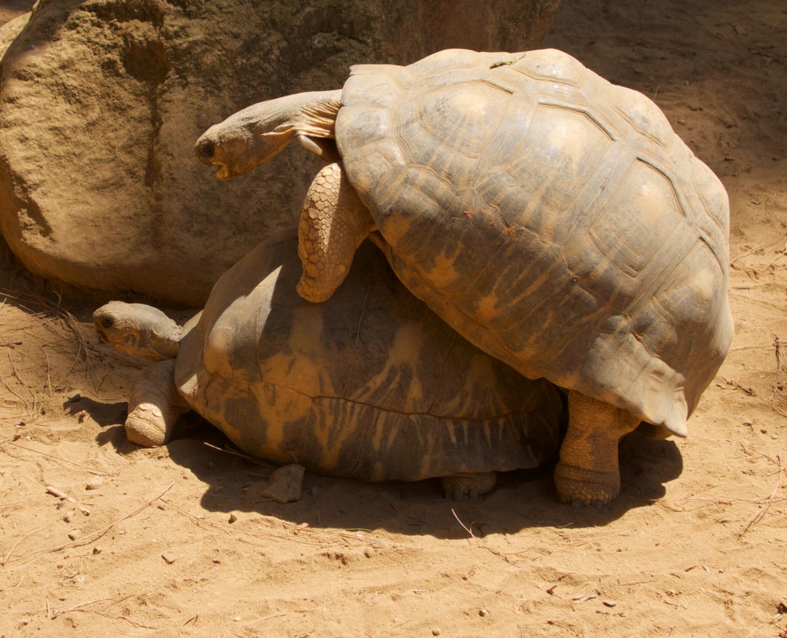 Sea Wolf: Madagascar