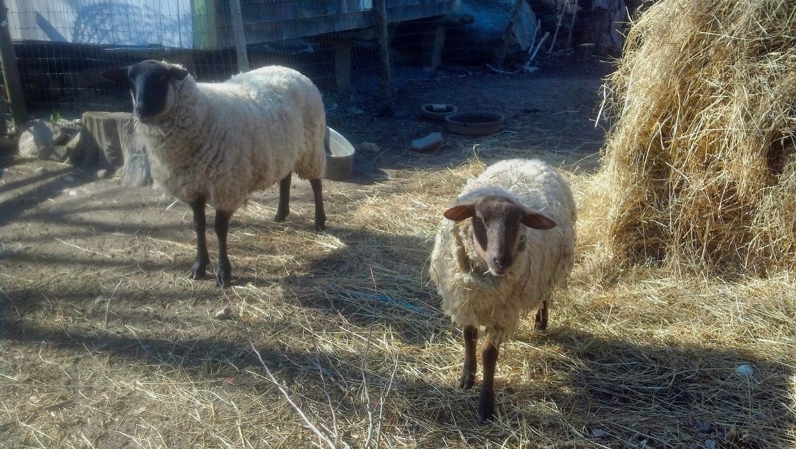salted sugared spiced™: Ratatouille Crostini