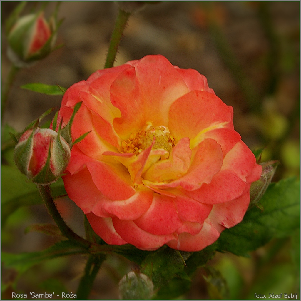 Plant Gallery - Encyklopedia Roślin: Rosa 'Samba' - Róża 'Samba'