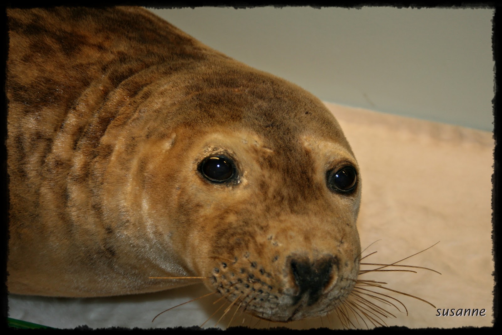 blommor och kvistar: uppstoppade djur