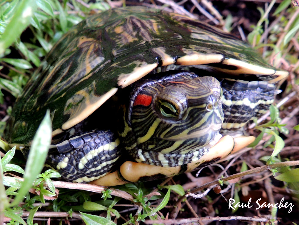 Naturaleza Viva : Totuga de orjas rojas (Trachemys scripta) especie ...