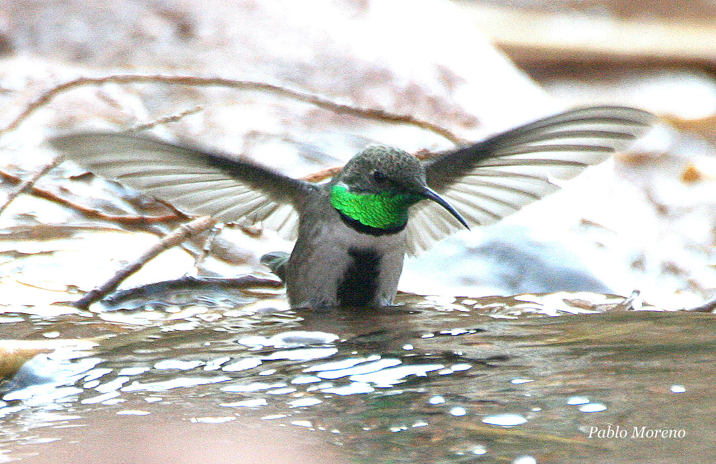 Aves de Mendoza: Picaflor andino(Oreotrochilus leucopleurus)