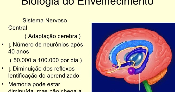 SULPOST: Cérebro fica mais lento após os 40
