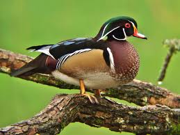 Seputar Hobi Dunia Satwa : Mengenal Itik (bebek) Hias