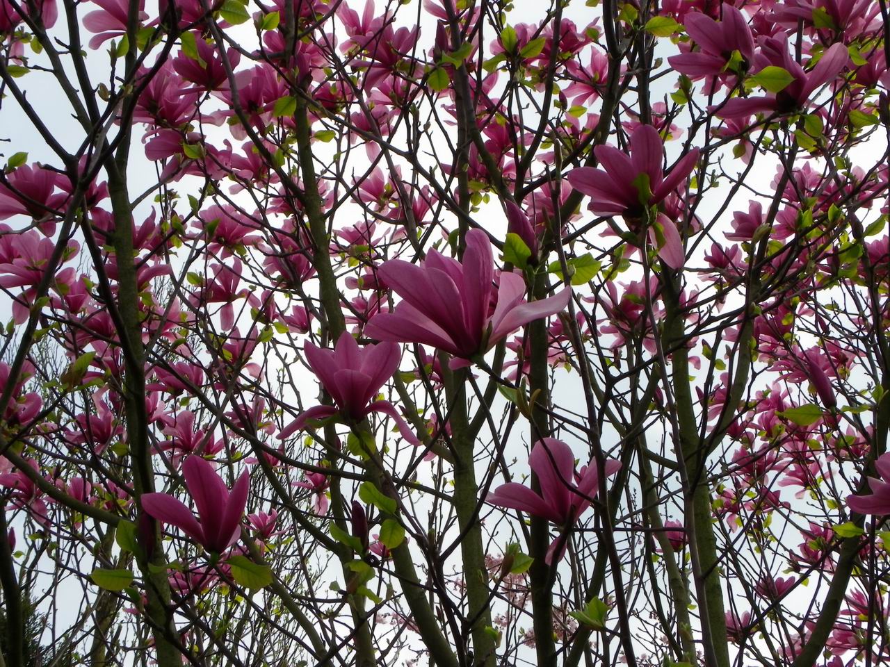 Arbre en fleurs : le Magnolia