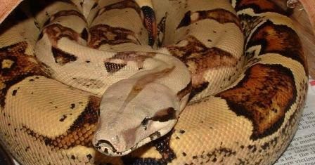 Sexy Nomad's Wiccan Blog: Feeding a Yellow Snake - Dream Interpretation
