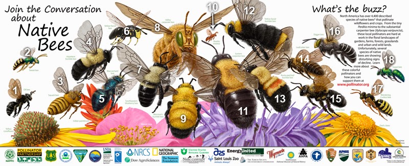 Identifying Bees