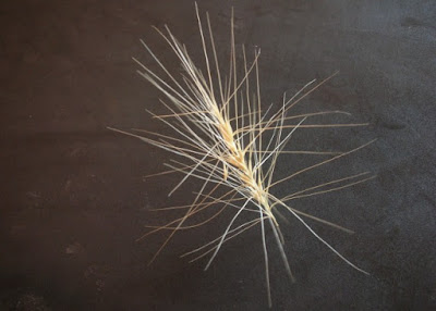 Nature Abhors a Garden: Red Three Awn Grass