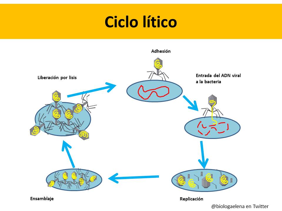 El Salón: Ciclo lítico