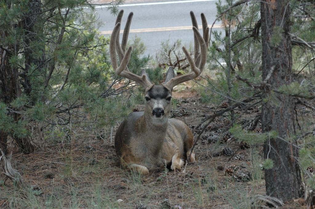 Arizona Highways with J.R.: August 27th - Grand Canyon - Wildlife Day