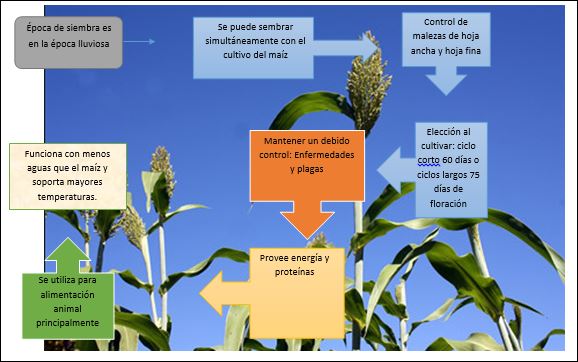 Contabilidad Agropecuaria UTEC, Lic. Oscar Melgar: Cultivo del maicillo ...