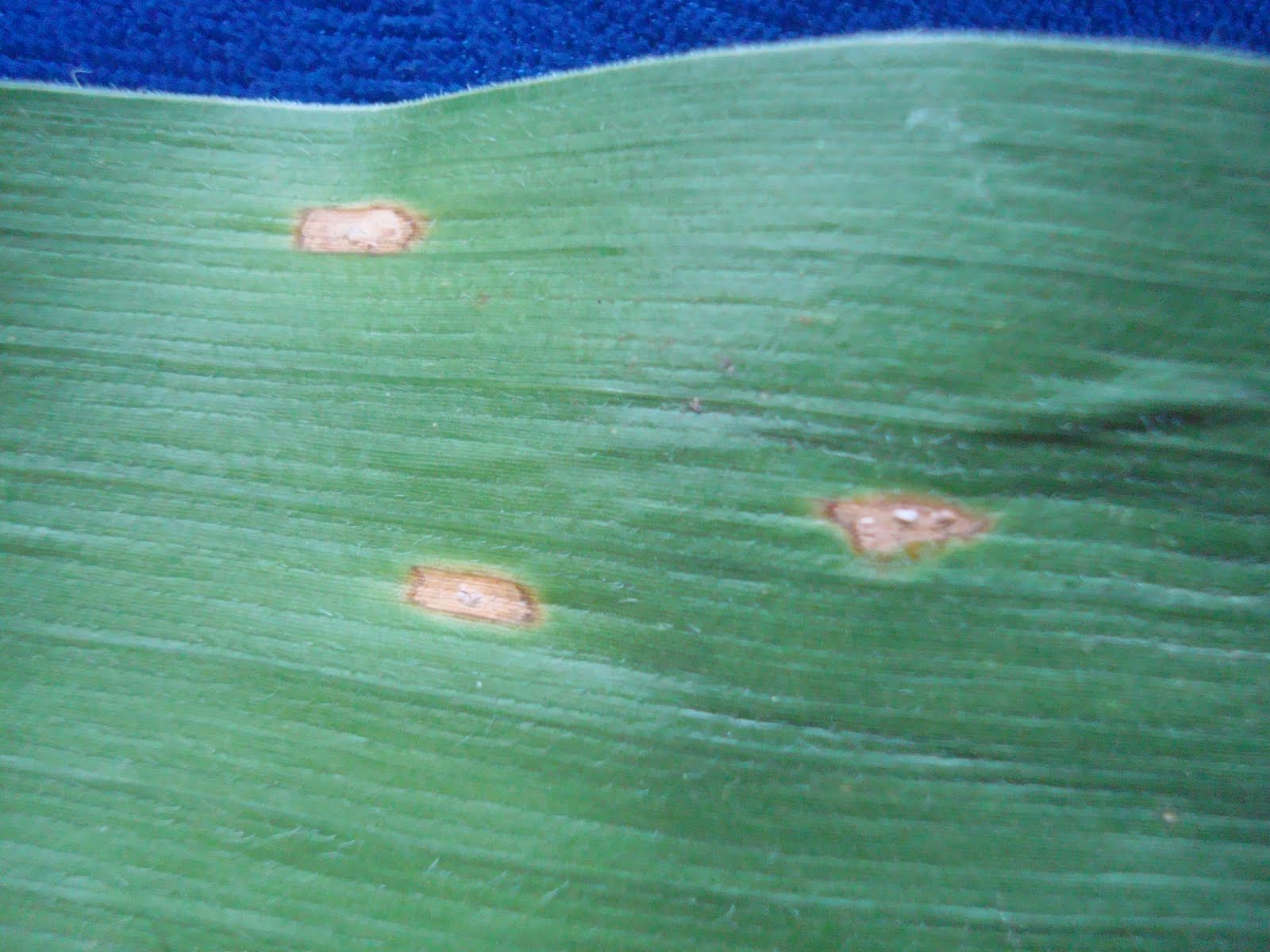 University Of Illinois Plant Clinic How We Identify Corn Leaf Diseases Gosss Wilt Gray Leaf