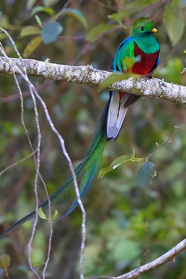Bird Guide: TROGONS [Trogonidae] - what a family!
