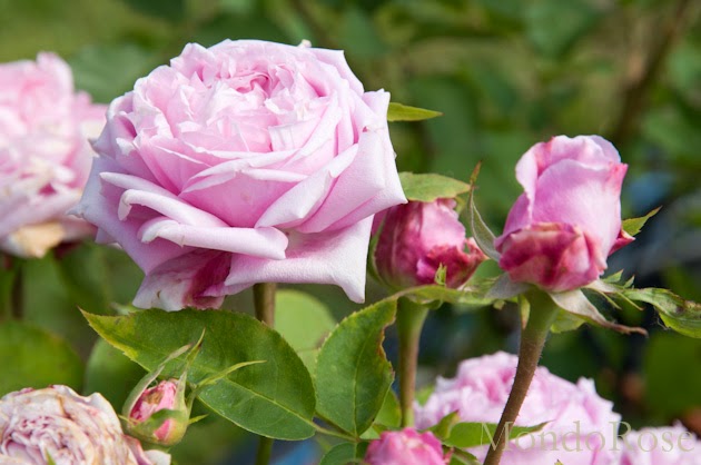 Il mondo di Sissi: curiosità: la rosa di Sissi #2 ... l'originale!