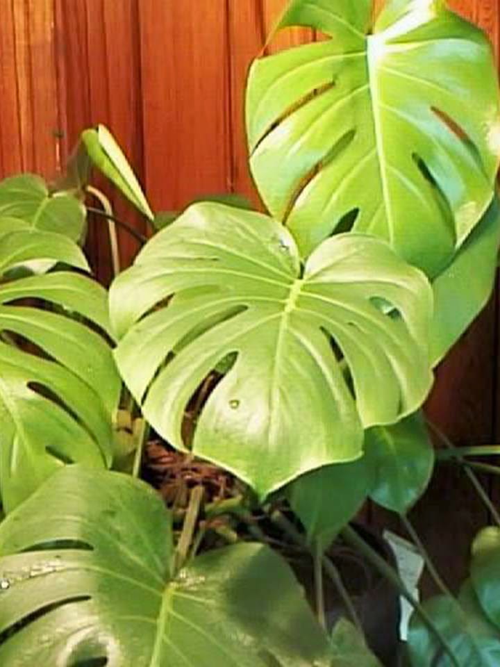 PLANTAS MÁGICAS: EL FILODENDRON. JARDINERIA