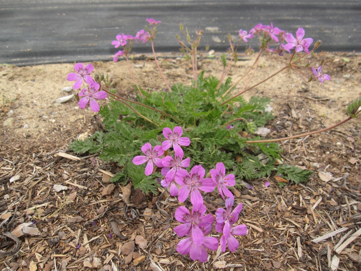 Arrowhead Alpines Blog: Report from the trial beds: Erodium!