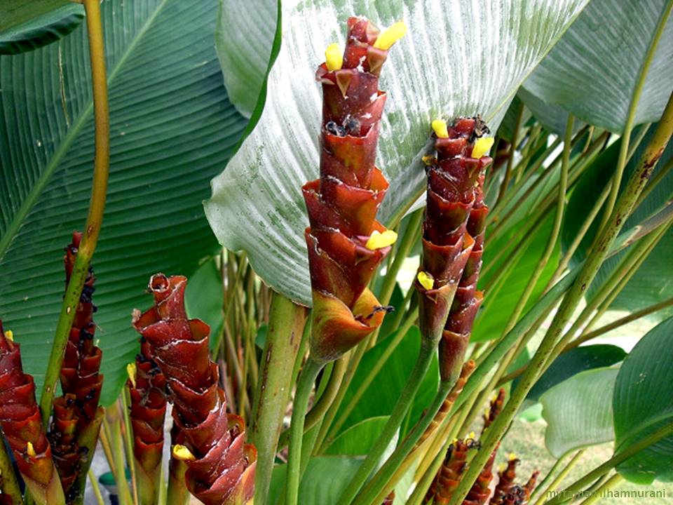 Calathea Lutea, bukan pisang lho! - Urban Garden
