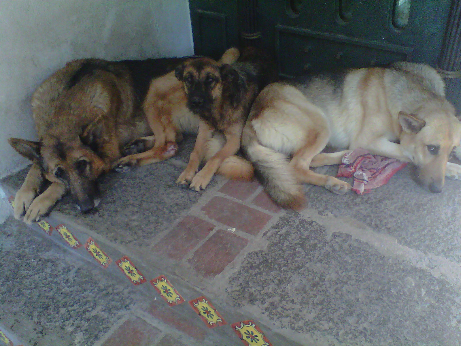 Animales extraviados (Puebla, México): PERRITOS EXTRAVIADOS