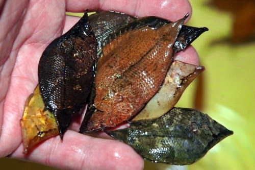 Ikan Daun - Dunia Akuarium