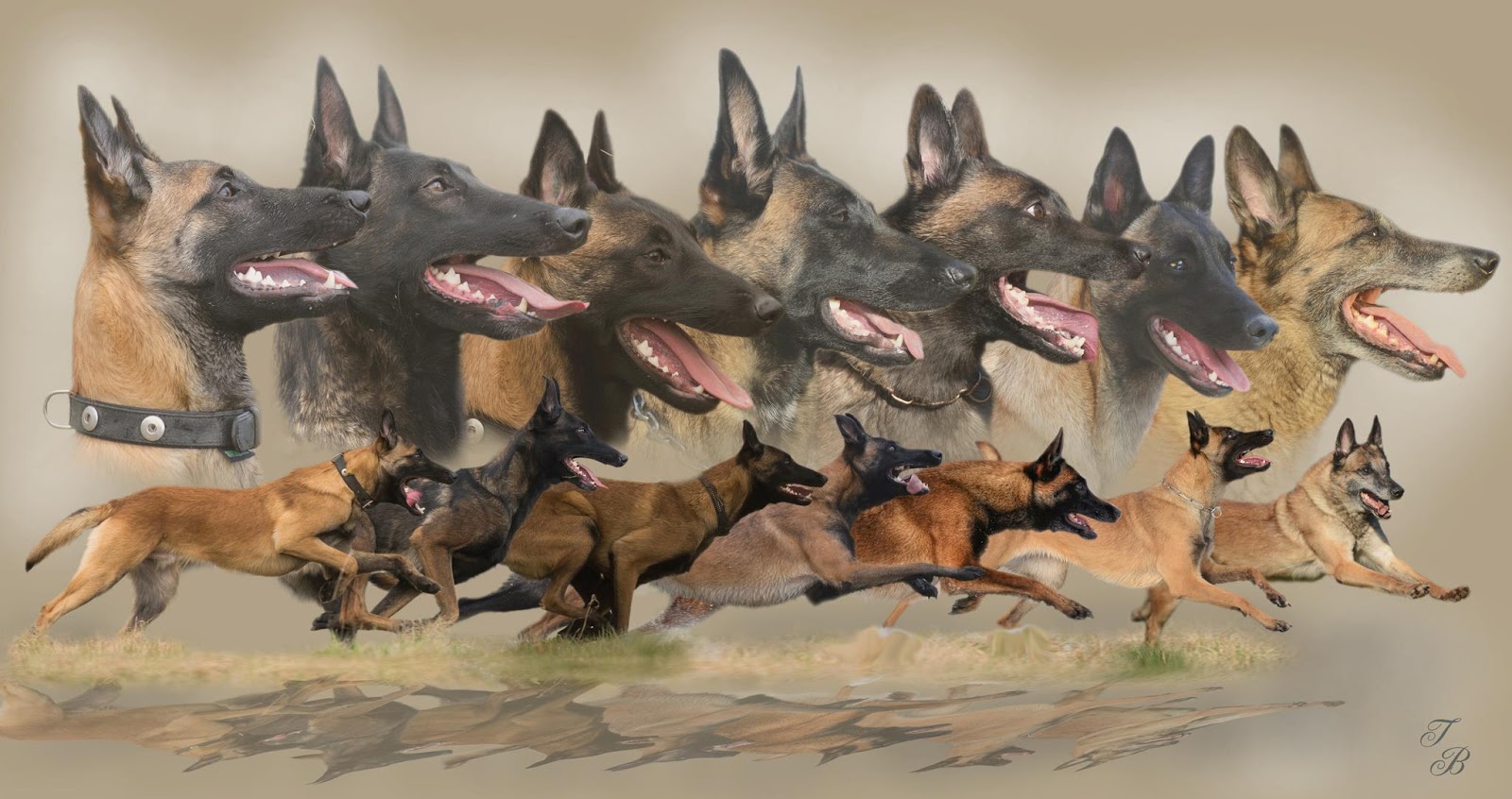 CLUB D'EDUCATION CANINE de HAUTE-CORSE: LE MALINOIS