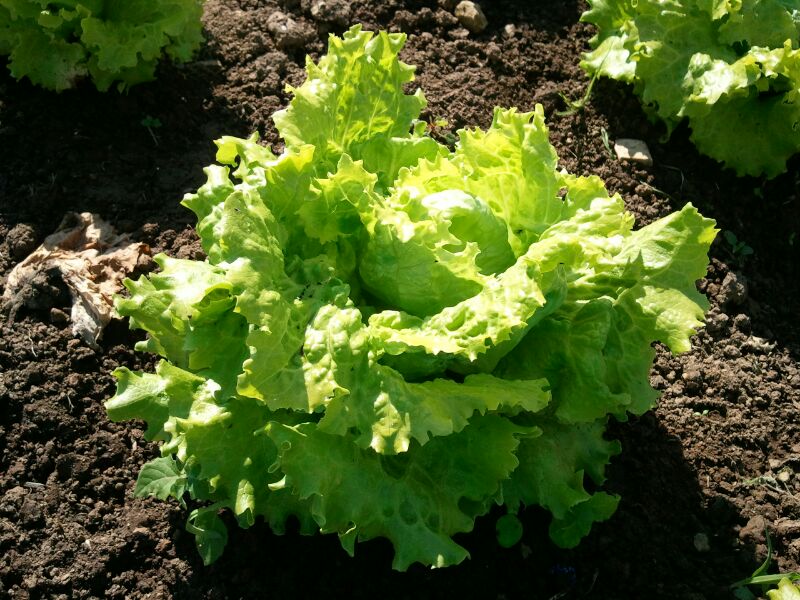 Emprende en Medio Cudeyo: ¡Ya tenemos hermosas lechugas!
