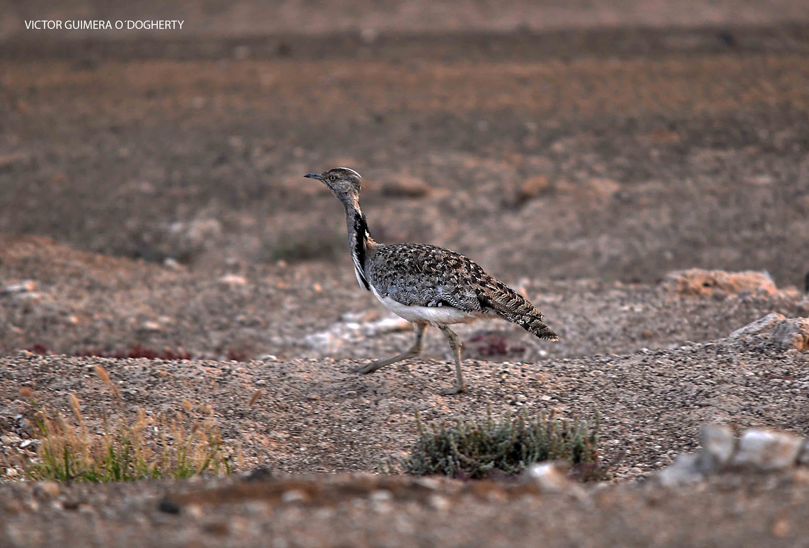 Mis imágenes de aves: UNAS FOTOS DE HUBARAS CANARIAS