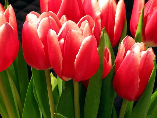 GAMBAR BUNGA: BUNGA TULIP