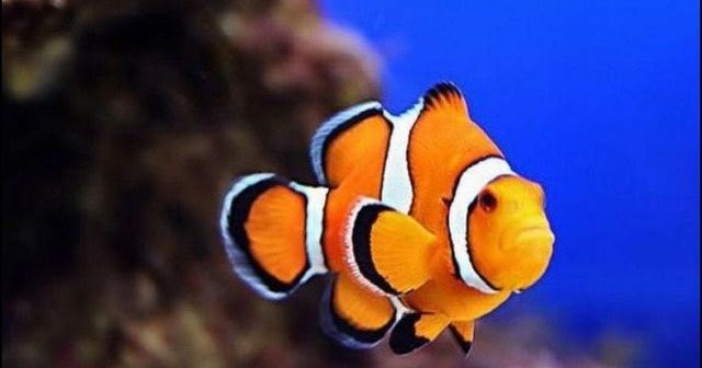 Kumpulan 10 Gambar Ikan Badut Terbaik - Galeri Meimun