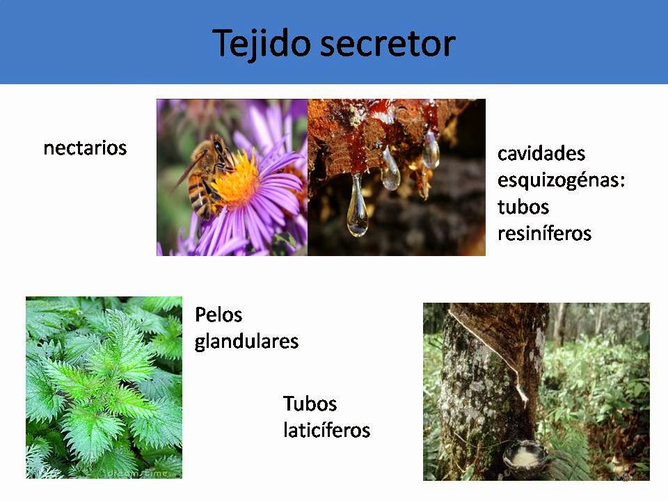 BIOLOGÍA Y GEOLOGIA: Tema 9 parte 2