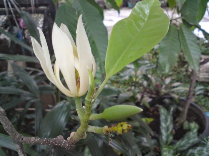 Khasiat Bunga Cempaka - XiNzeRy Dot My