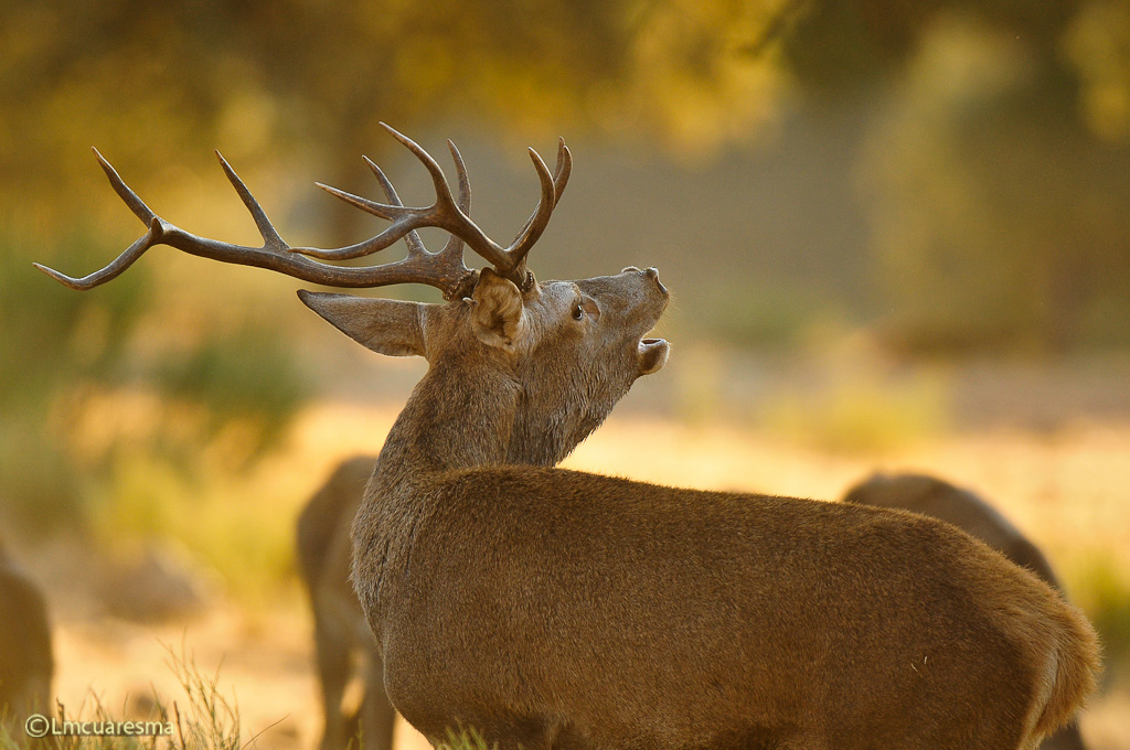 DISFRUTANDO DEL CAMPO: Tiempo de berrea