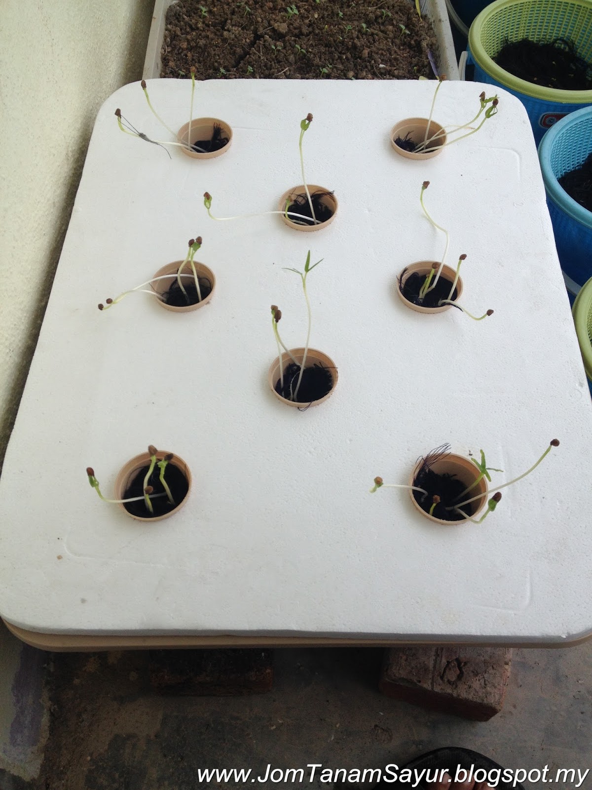 Jom Tanam Sayur ( JTS ) : Jom Tanam Sayur - Tanam Kangkung Darat Kaedah ...