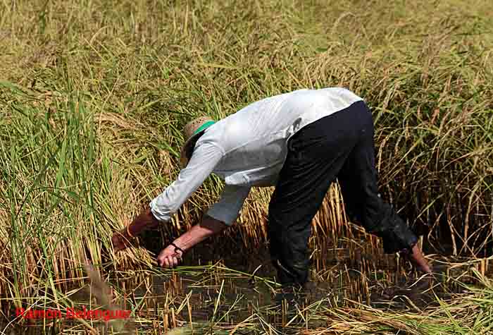 BICHOS Y MAS VLC: P.N. DEVESA ALBUFERA: LA SIEGA DEL ARROZ: AYER Y HOY (I)