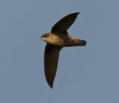 Birds of the World: Chimney swift