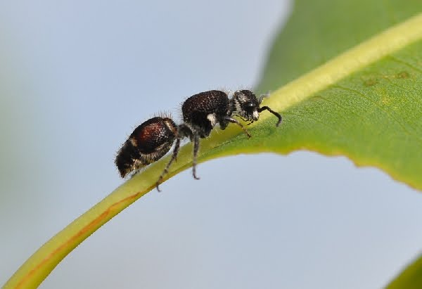 Back of Beyond The NT: March Madness III