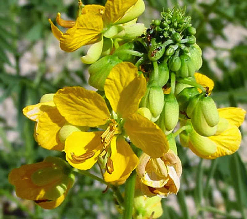 ΤΟ ΒΟΤΑΝΑΚΙ: Το Πικρόξυλο ή Κουασσία και οι πολύτιμες ιδιότητές του