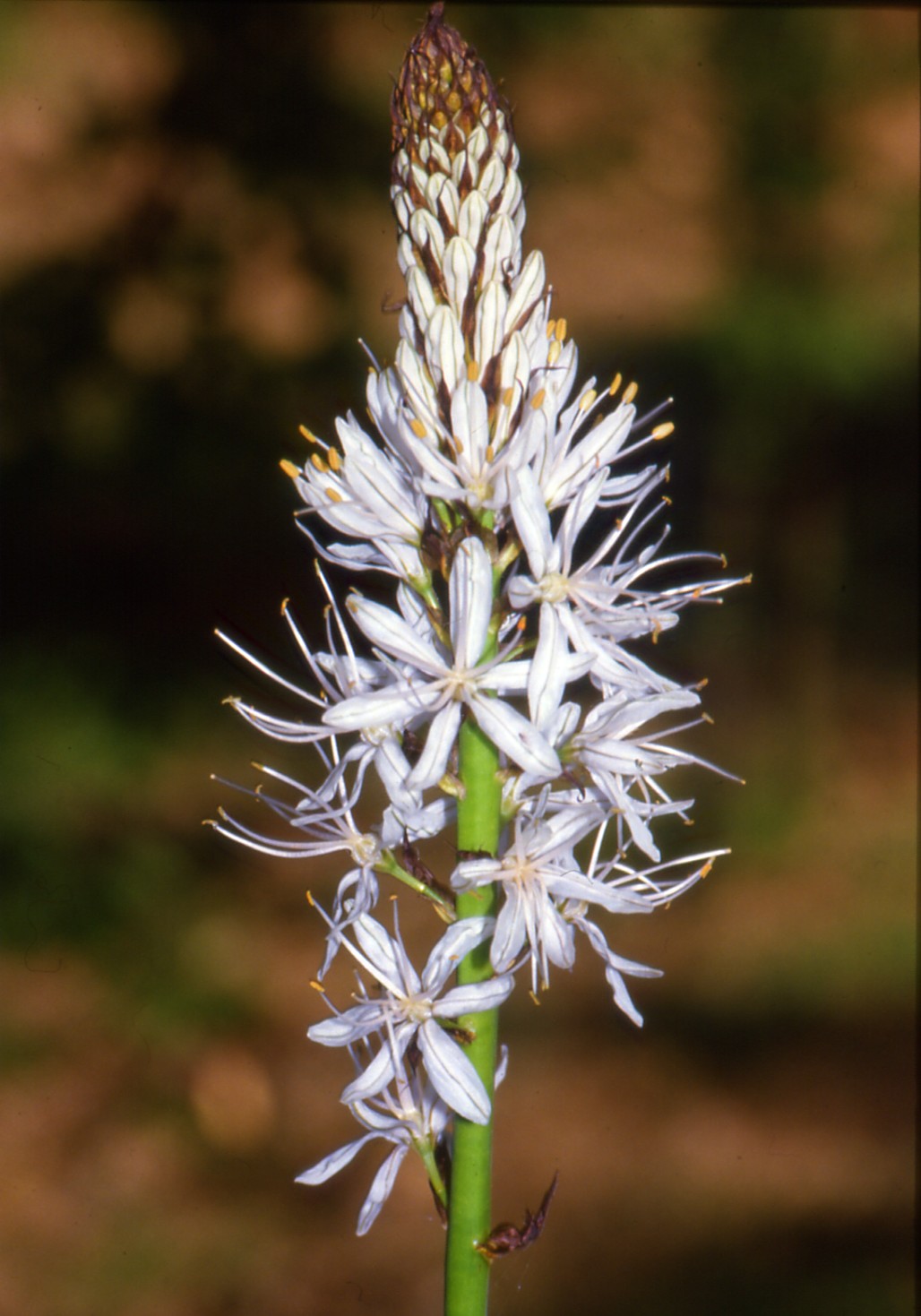 Flora rara piacentina: ASFODELO MONTANO - Asphodelus albus