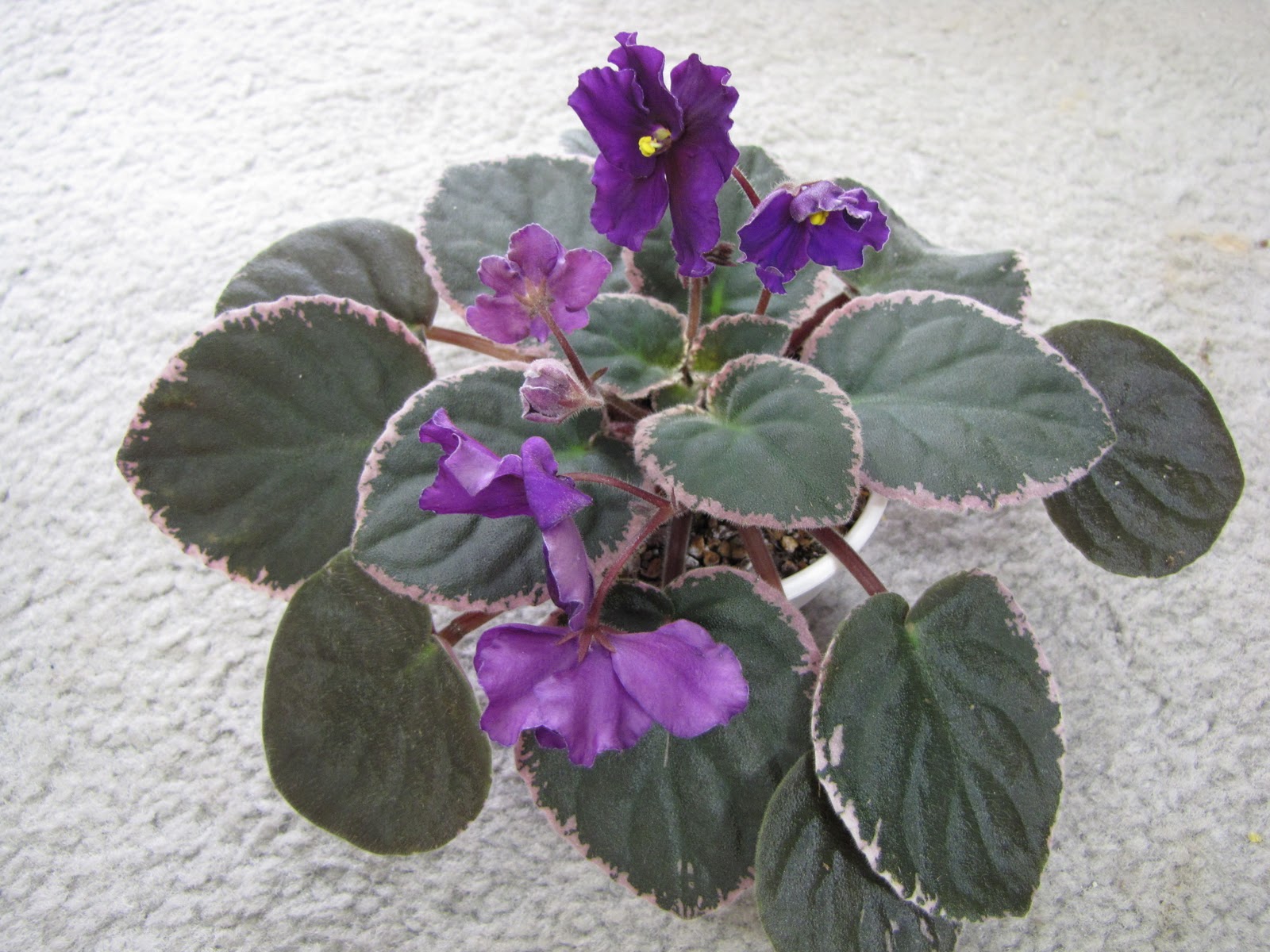 Violets and Mustangs: New plants from the Violet Sale