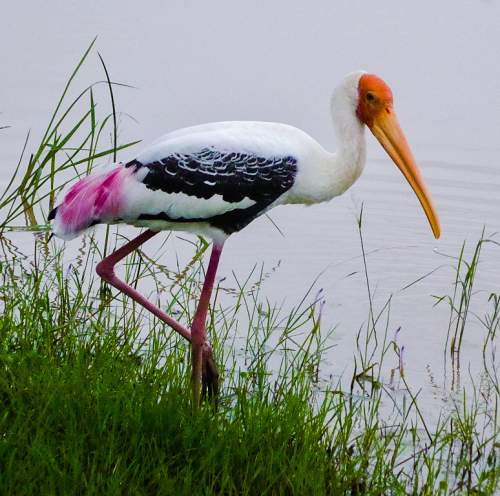 Painted stork images | Birds of India | Bird World