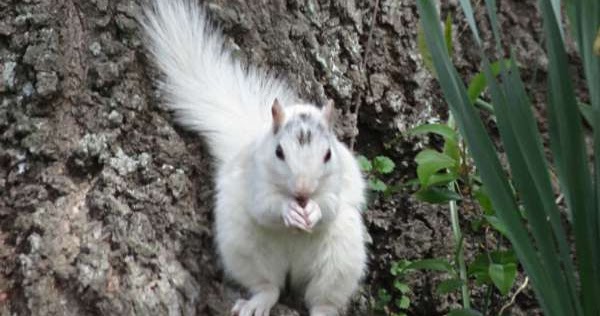 The Travelling Lindfields: The White Squirrels of Brevard in ...