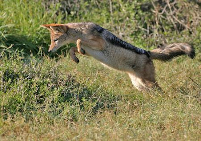 Jackal | The Life of Animals