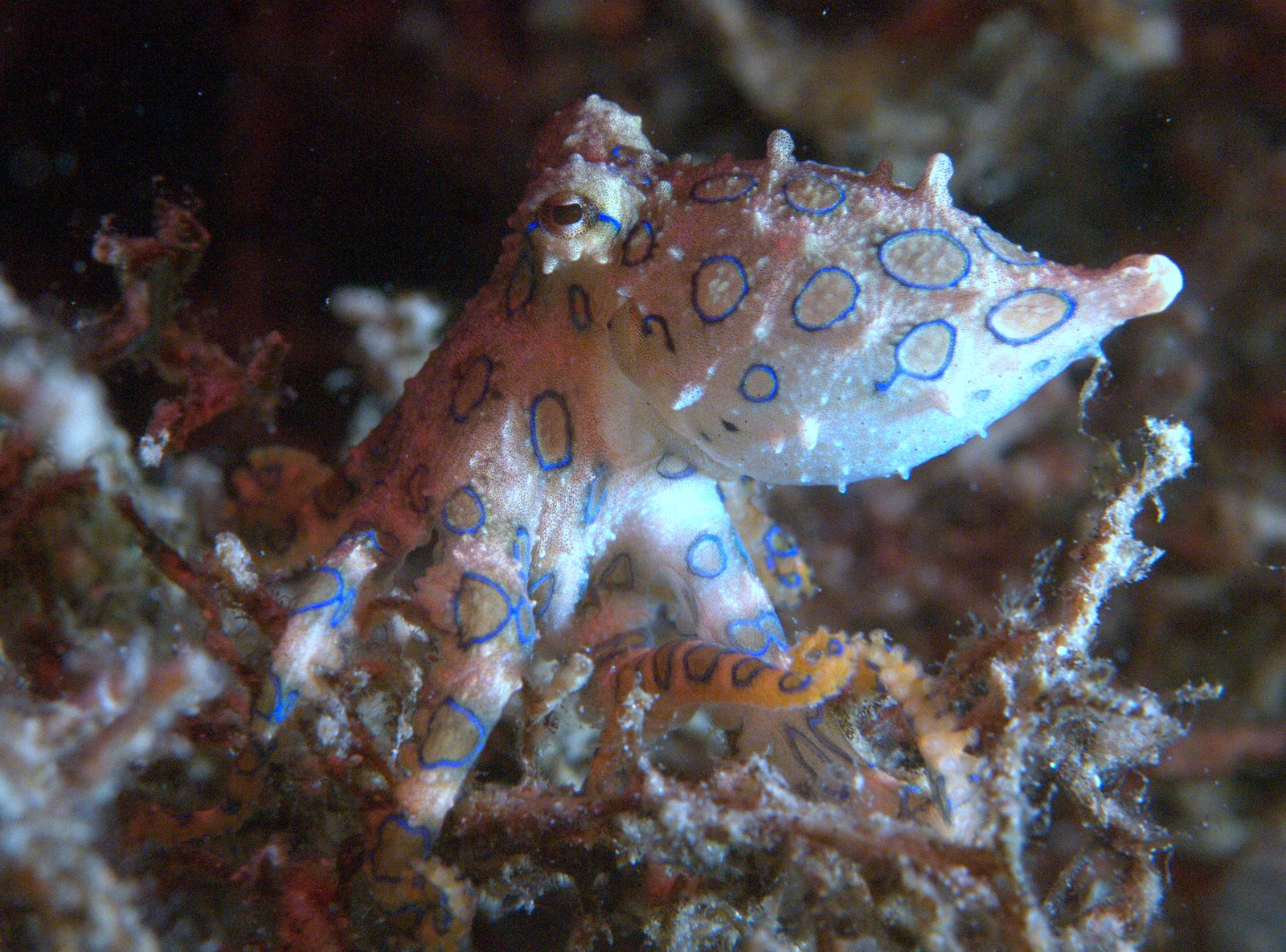 under pressure world: Greater Blue-ringed Octopus series- Anilao ...