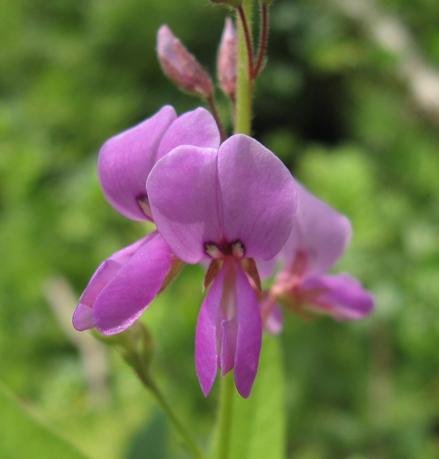 Tangled Web: Tricky Tick Trefoils, Flowering Fabaceae and Leafy Legumes