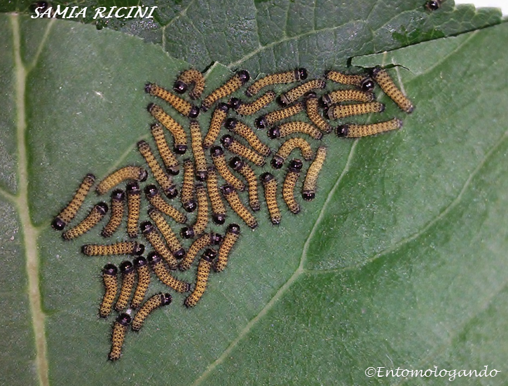 Entomologando: Samia ricini