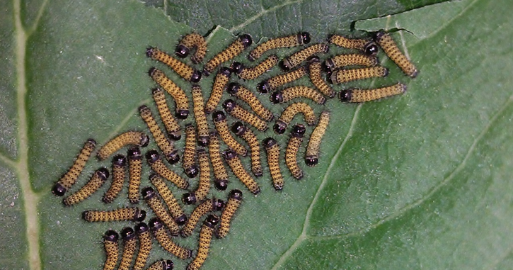 Entomologando: Samia ricini