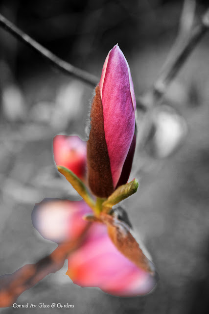 Conrad Art Glass & Gardens: Magnolia 'Portraits'